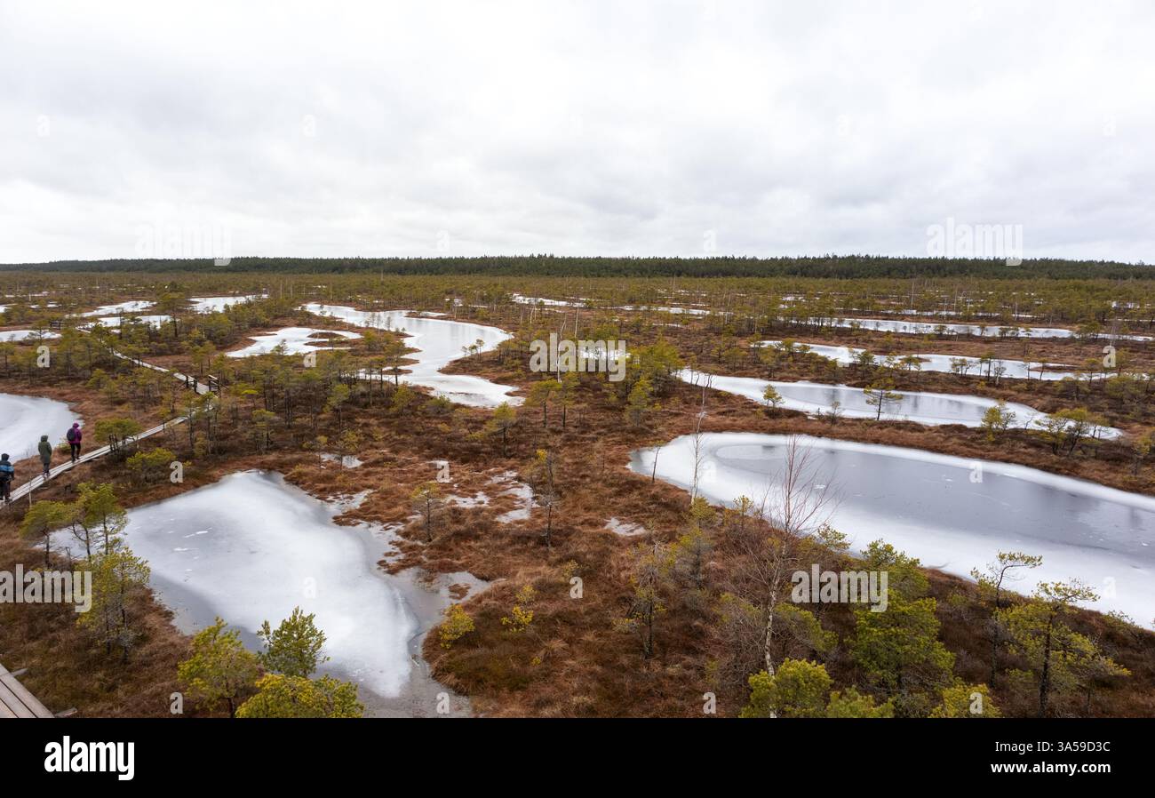 a vast marsh landscape with small areas covered with water and conifers ...