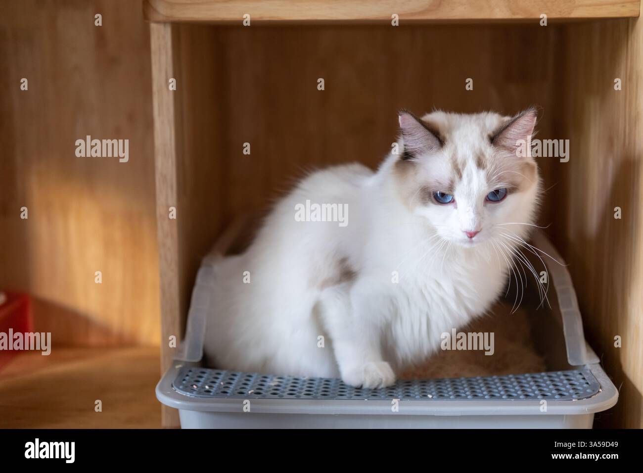 Cute Ragdoll cat in cat litter box Stock Photo - Alamy