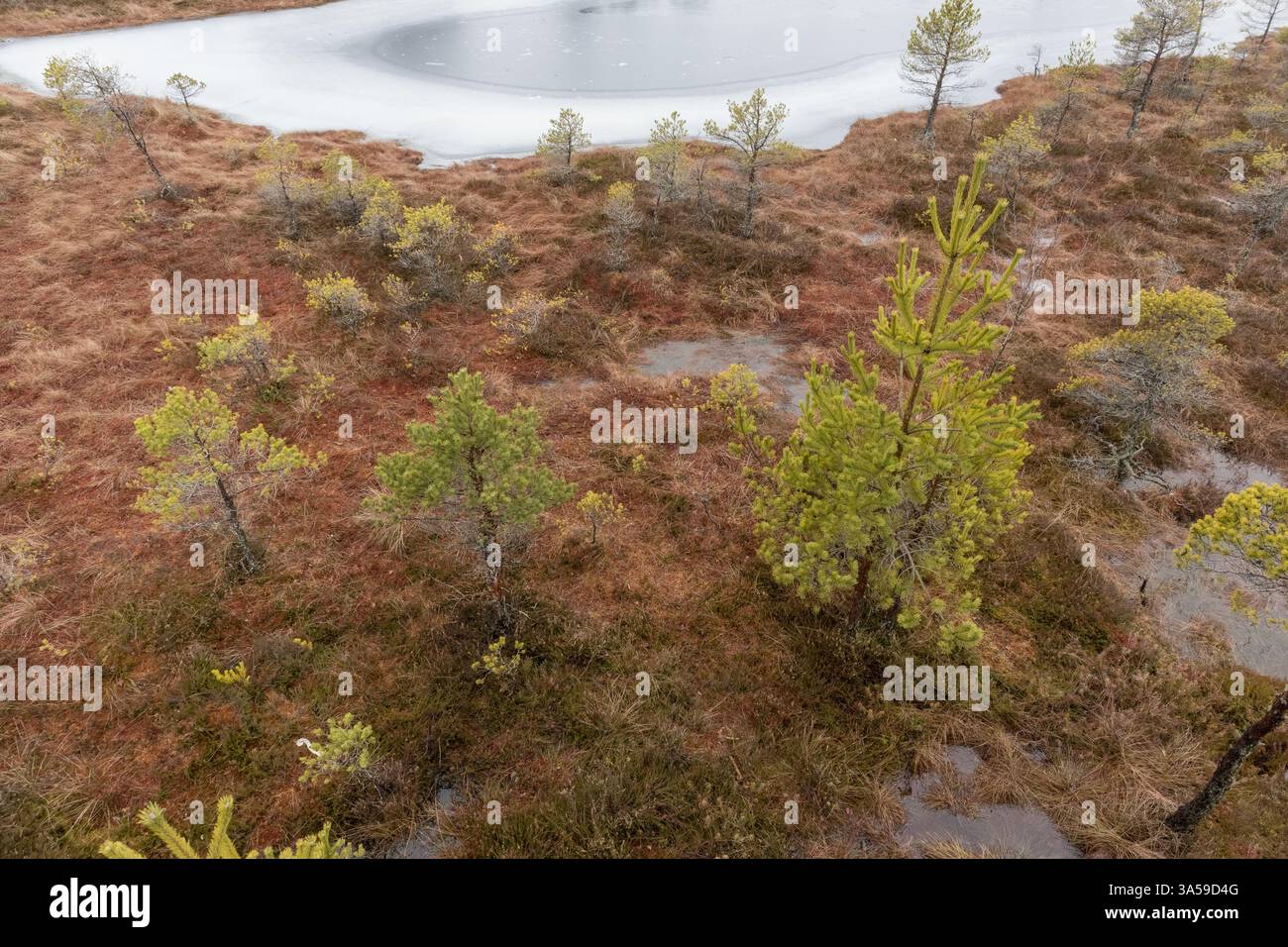 swampy landscape with small conifers and water-covered areas Stock ...