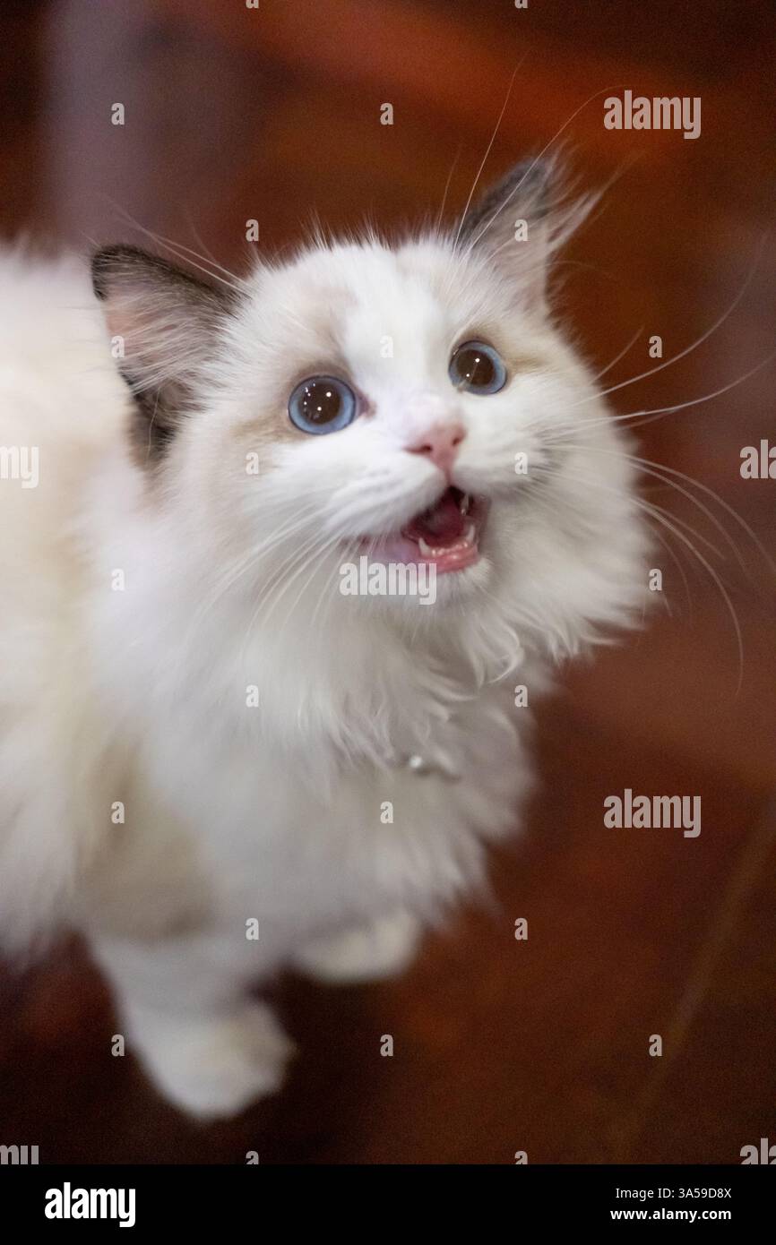Cute, small Ragdoll cat. 3 months old. Standing on the floor and asking ...