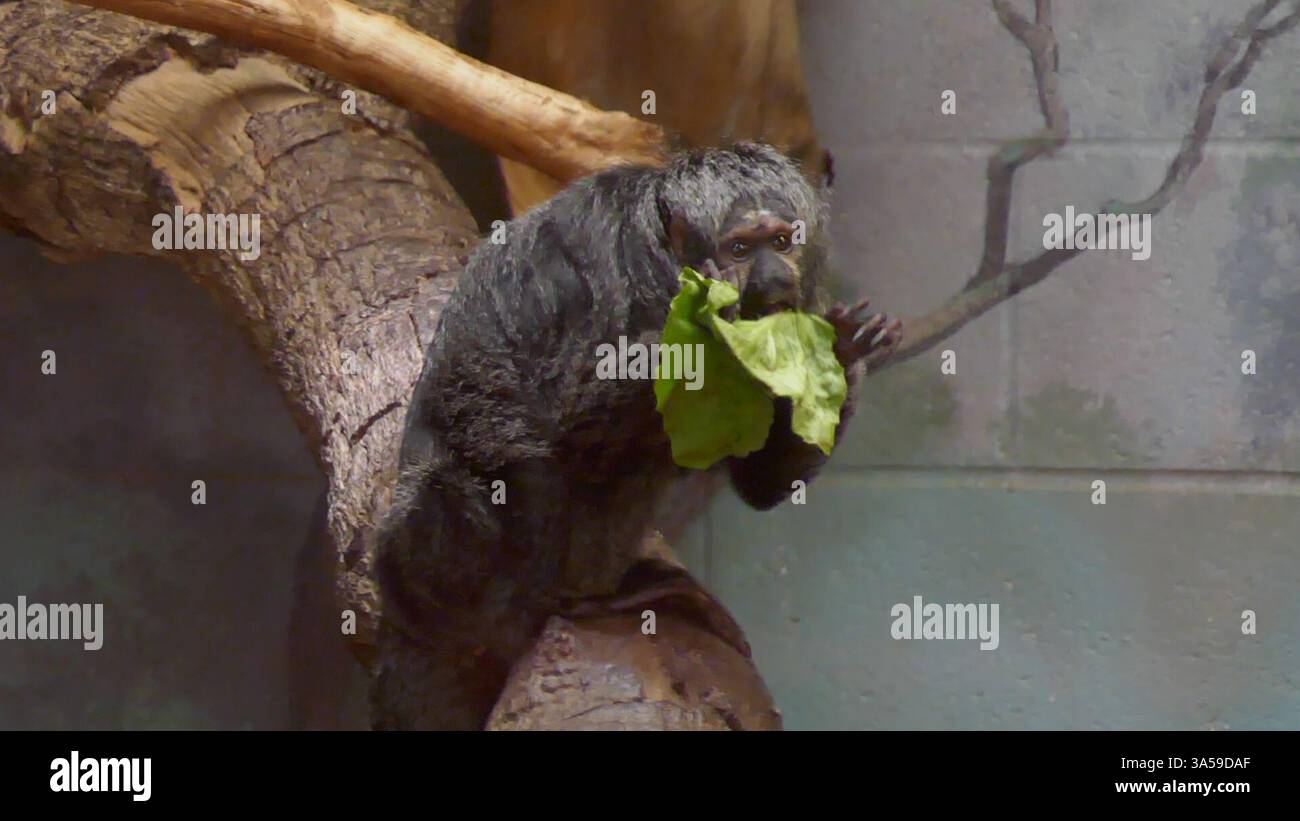 Los Angeles, California, USA 19th March 2025 White-faced Saki Monkey at ...
