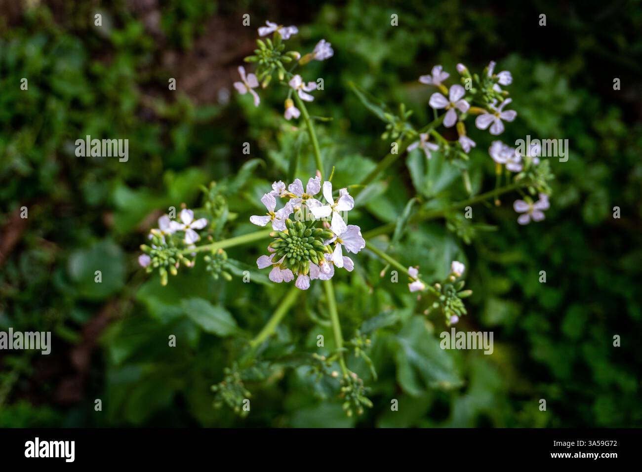 Description: Radish flowers and seeds in an organic garden, Uttarakhand ...