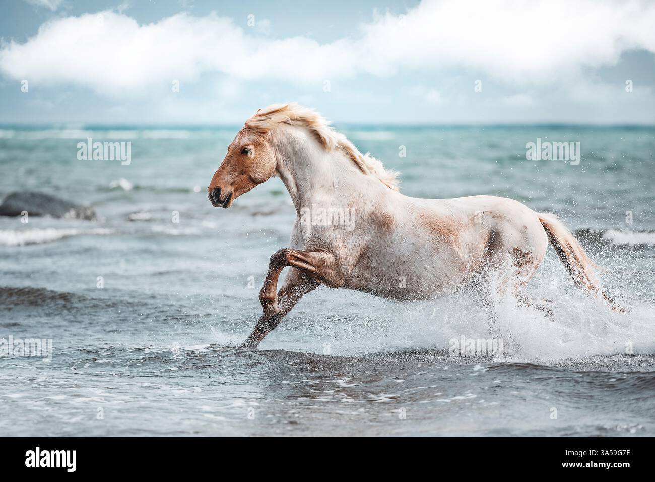 German Riding Pony Stock Photo - Alamy