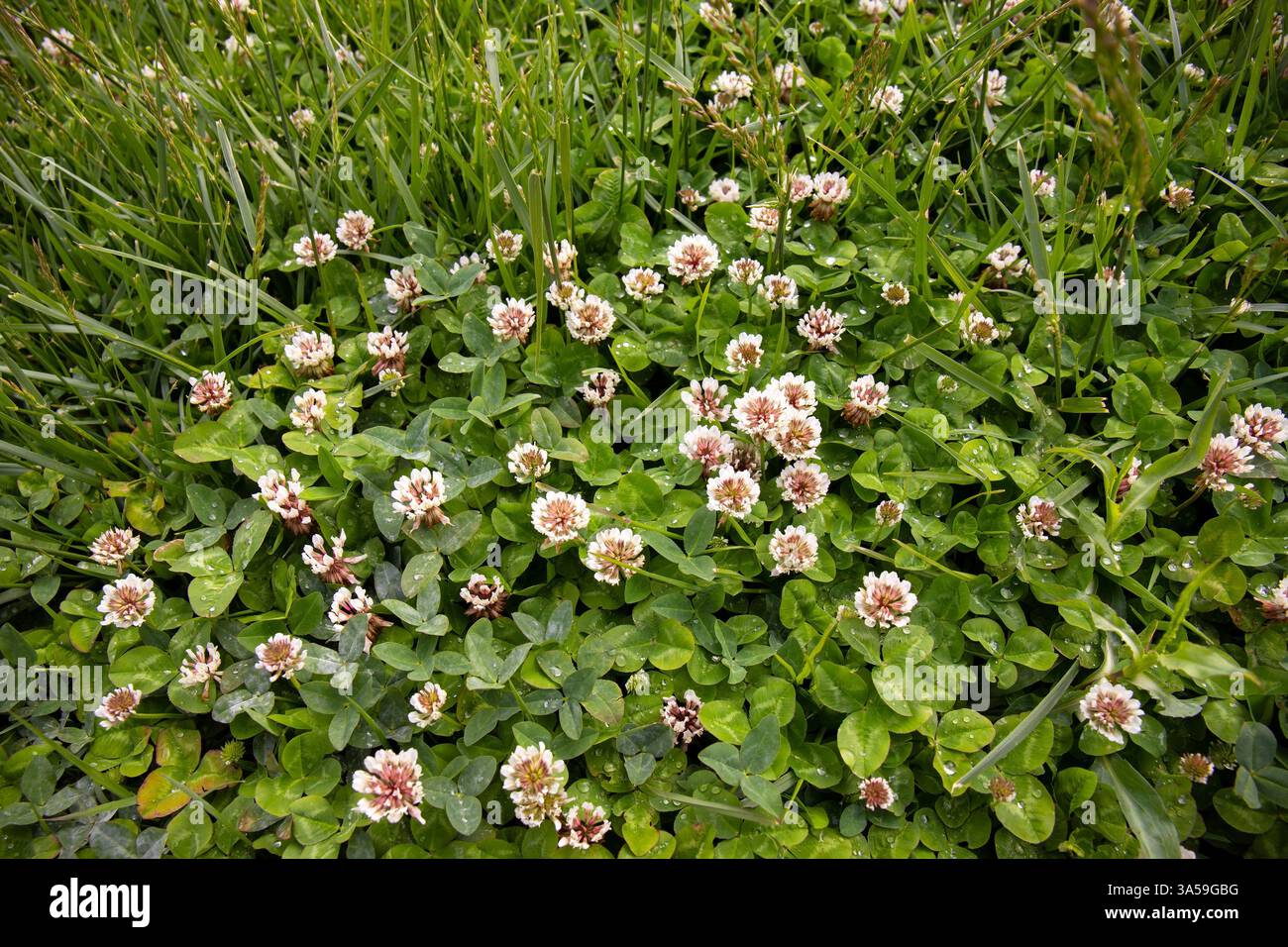 White clover in green grass after rain Stock Photo - Alamy
