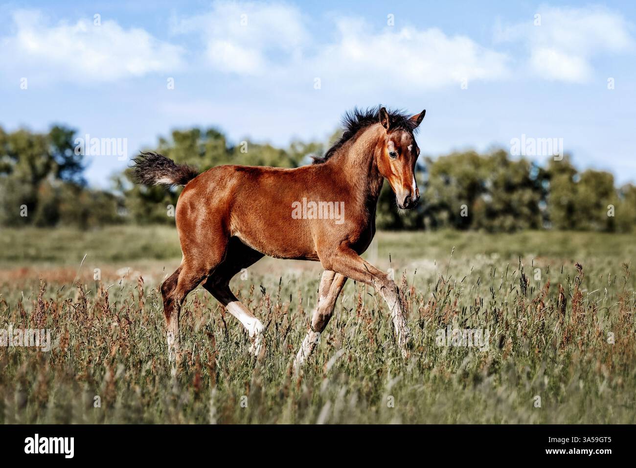 Walk of stars horse hi-res stock photography and images - Alamy