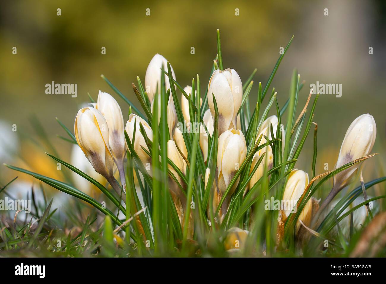 Creamy closed crocus flowers in spring on a meadow. Abstract floral ...