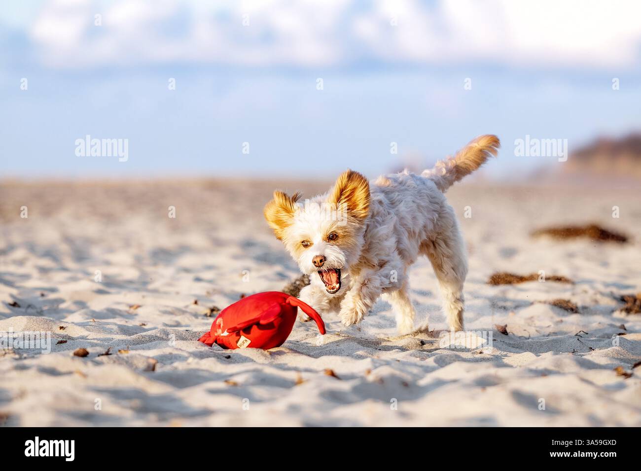 Chinese Crested Powderpuff Stock Photo - Alamy