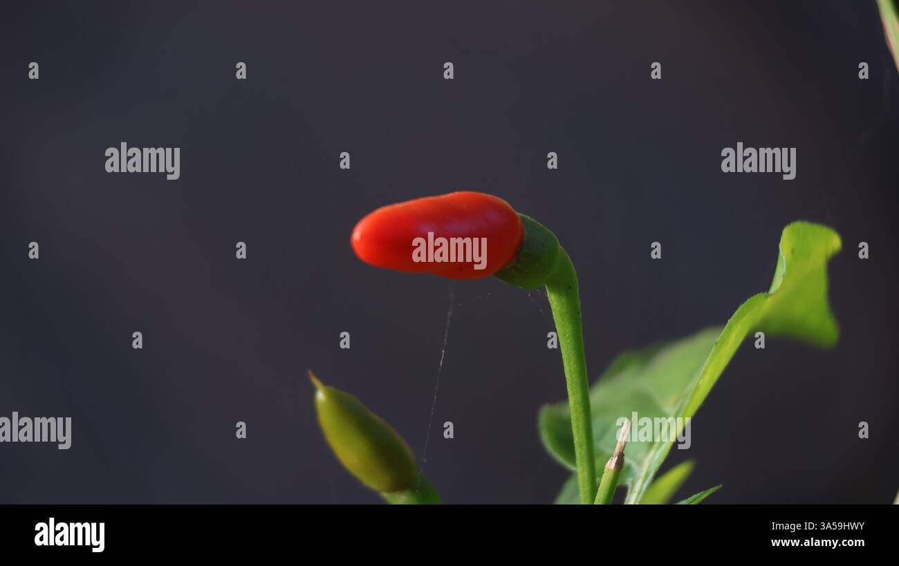 Chilli skin details hi-res stock photography and images - Alamy