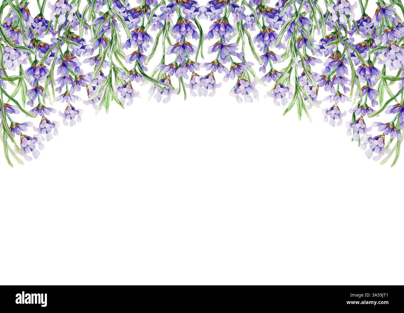 Lavender horizontal frame. Branches of flowers hanging from the top ...