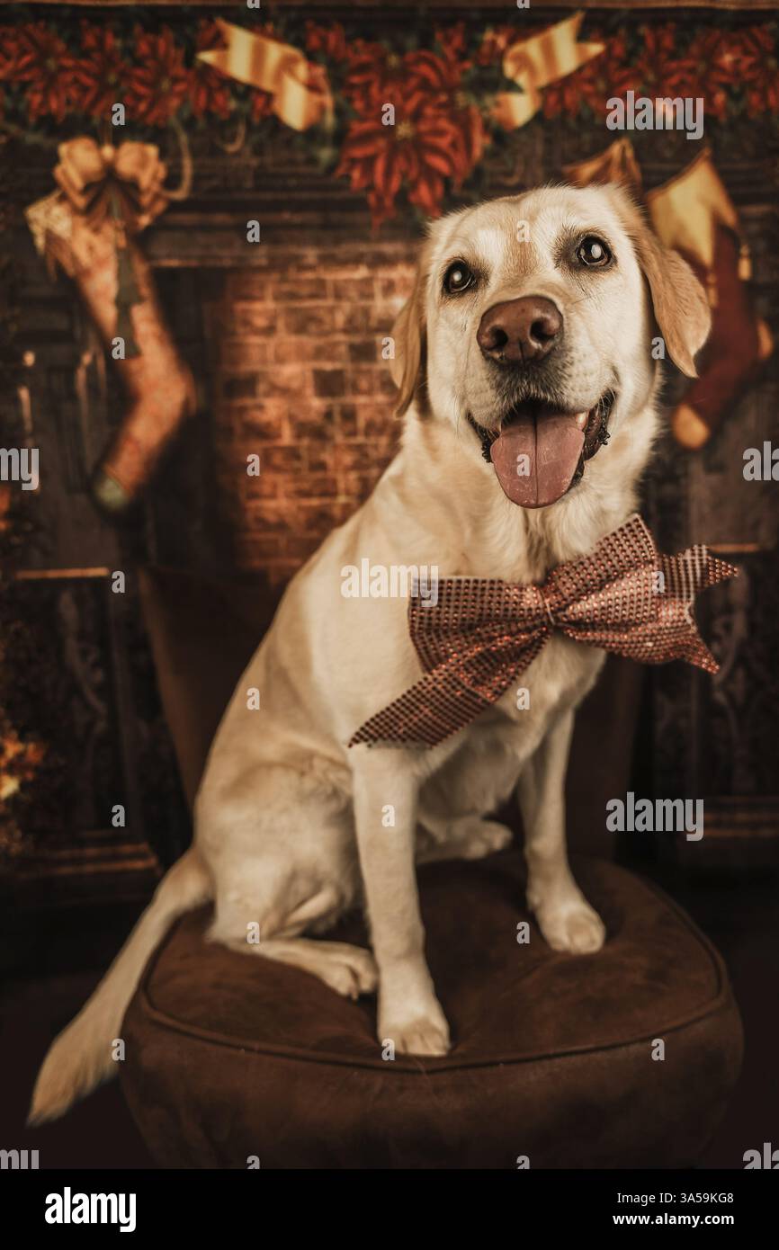 Christmas labradors hi-res stock photography and images - Alamy