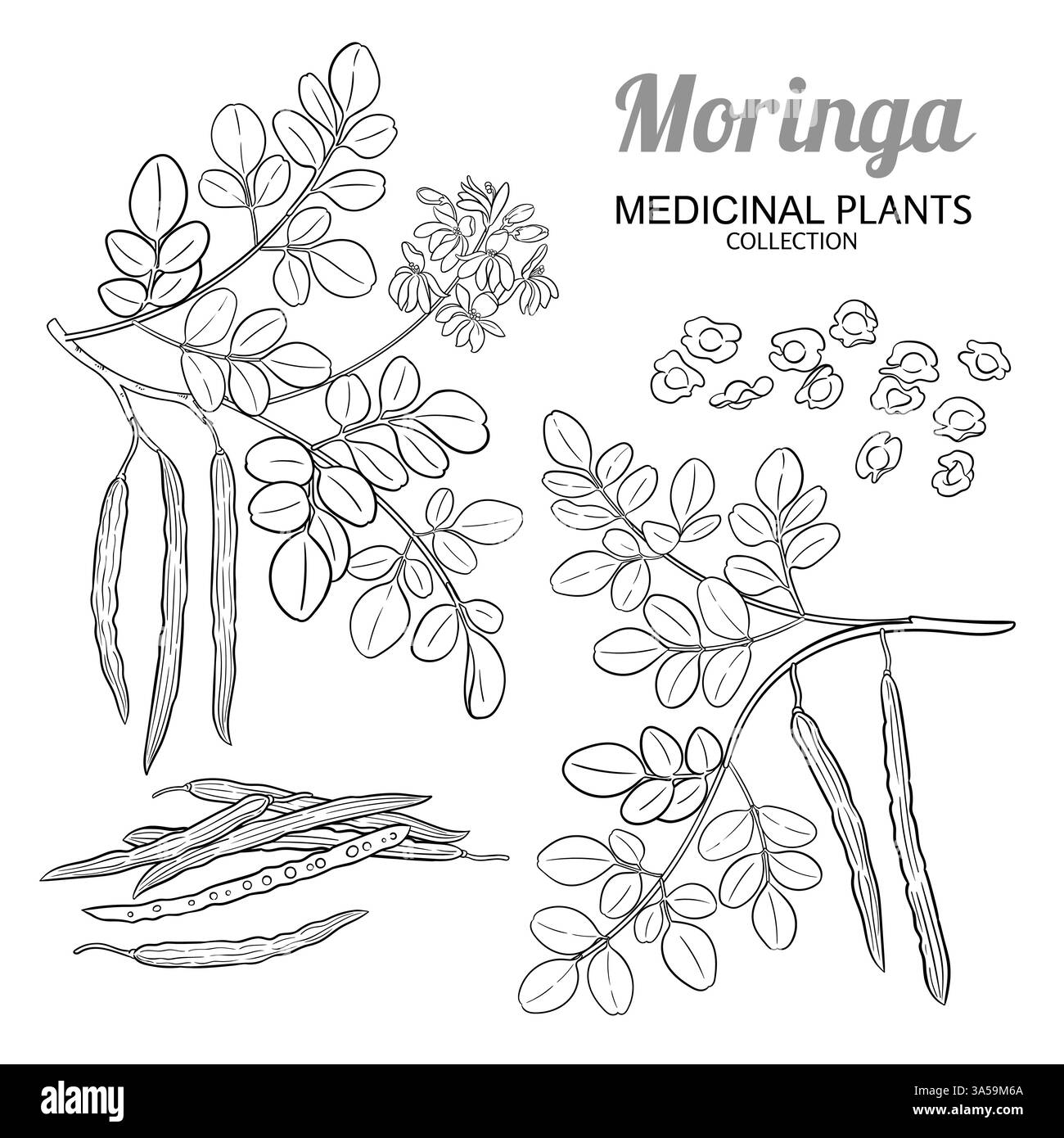 Moringa Branch with Flowers Outline Illustration Stock Vector Image ...