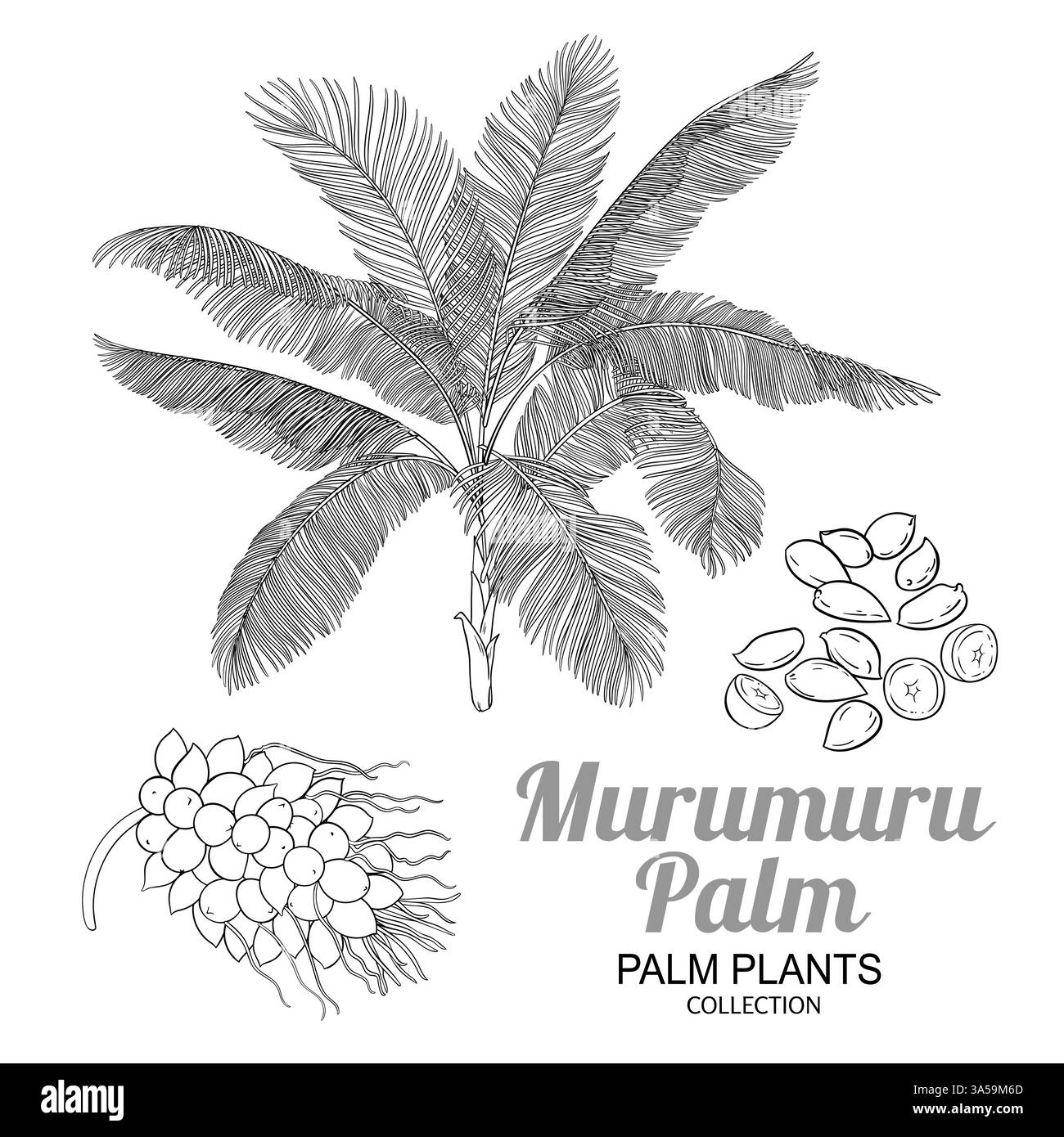 Murumuru Palm with Nuts Outline Illustration Stock Vector Image & Art ...