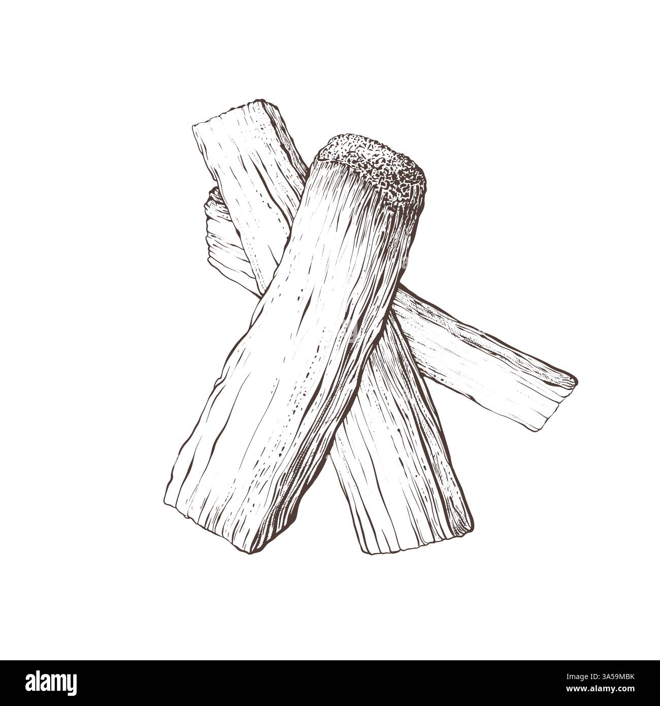 Palo santo tree. Organic holy sticks from Latin America. Vector hand ...