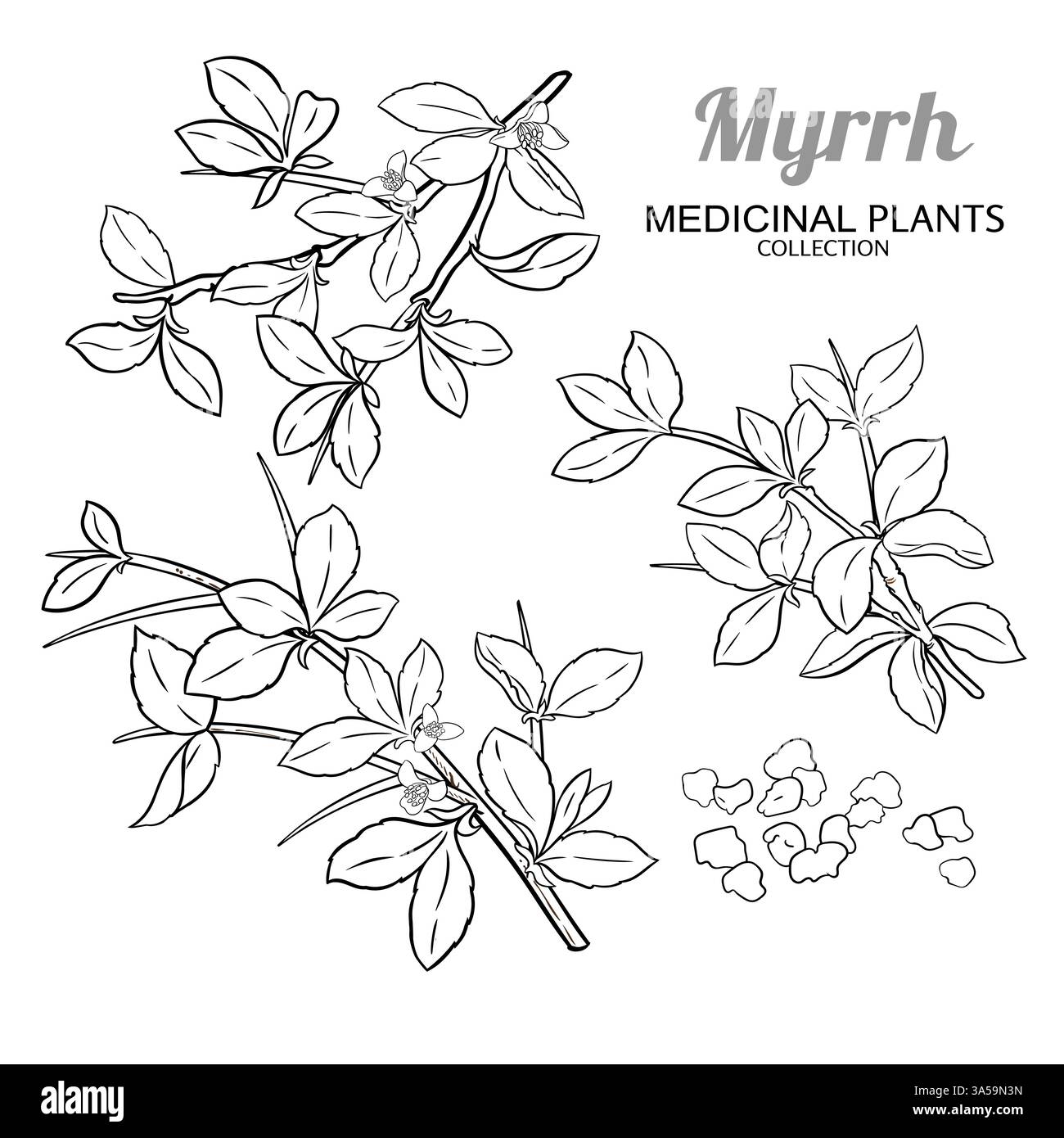 Myrrh plant hi-res stock photography and images - Alamy