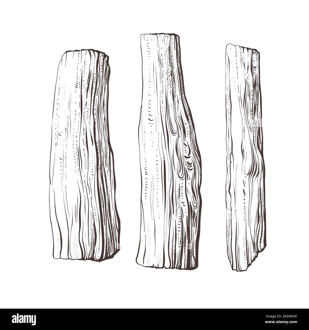 Palo santo tree, firewood set. Vector engraving on white background ...
