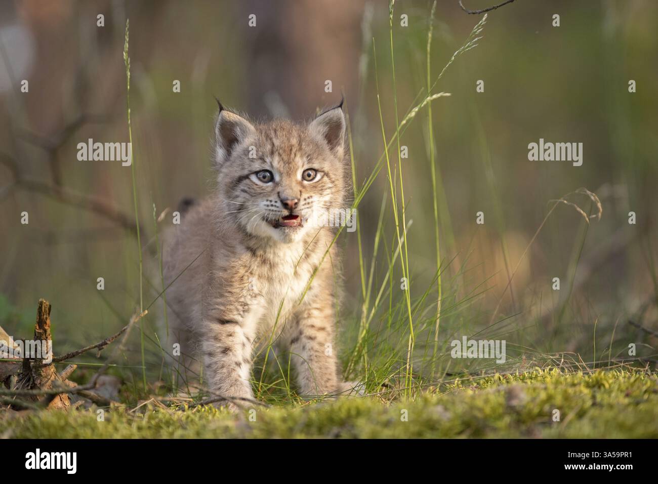 Eurasian Lynx cub Stock Photo - Alamy
