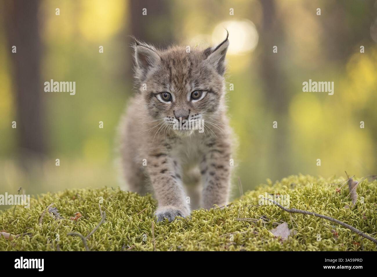Eurasian Lynx cub Stock Photo - Alamy