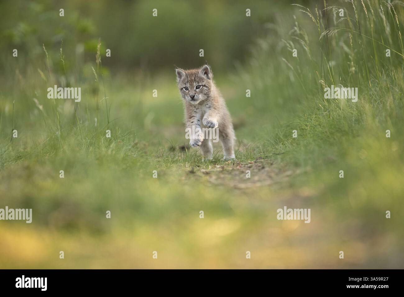Eurasian Lynx cub Stock Photo - Alamy