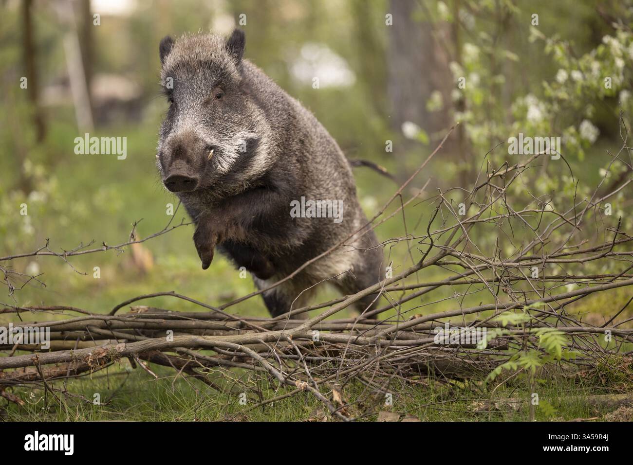 Wild hog jumping hi-res stock photography and images - Alamy