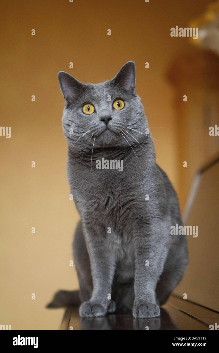 Chartreux house cat hi-res stock photography and images - Alamy