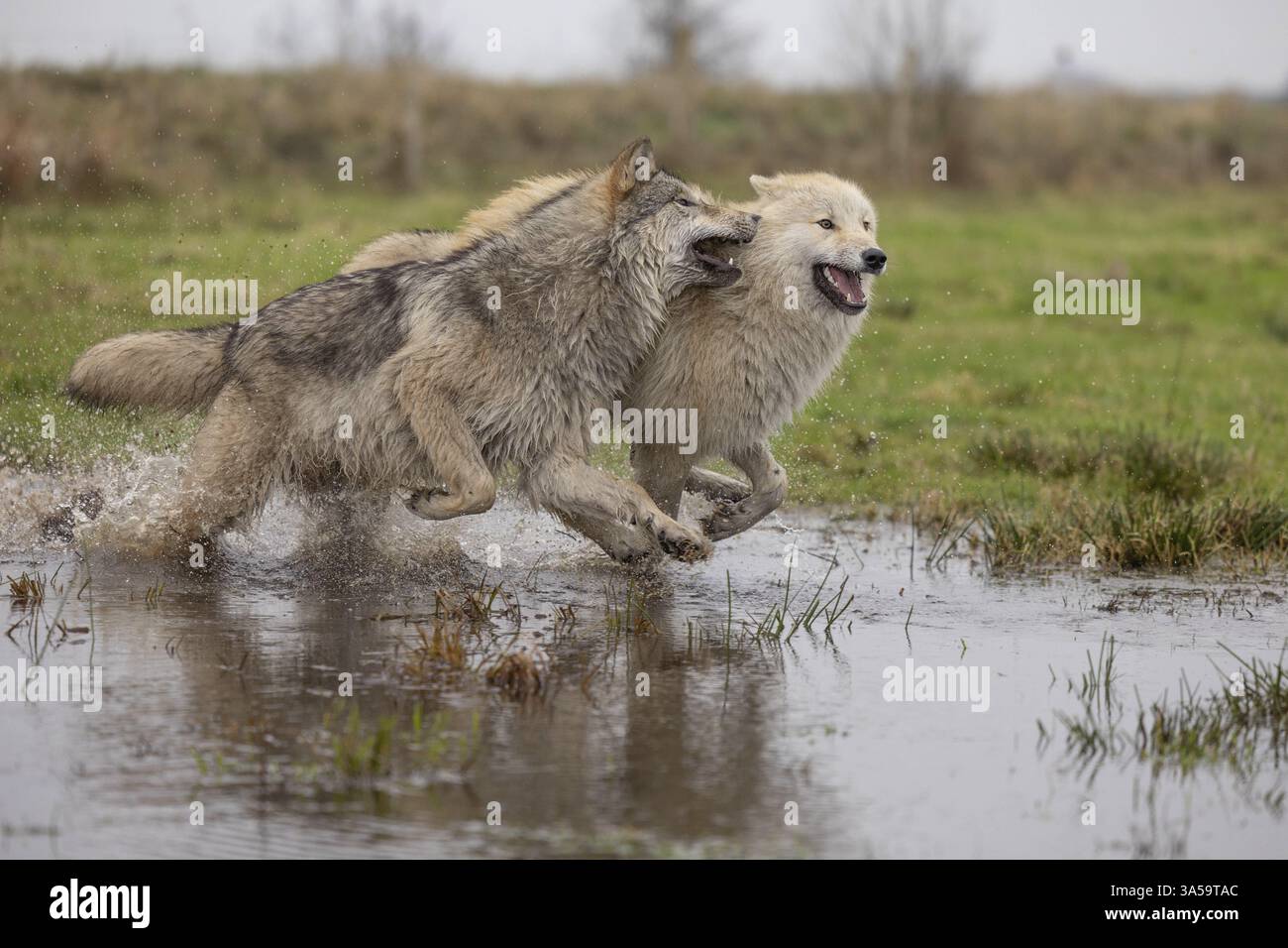 Gray wolf bite hi-res stock photography and images - Alamy