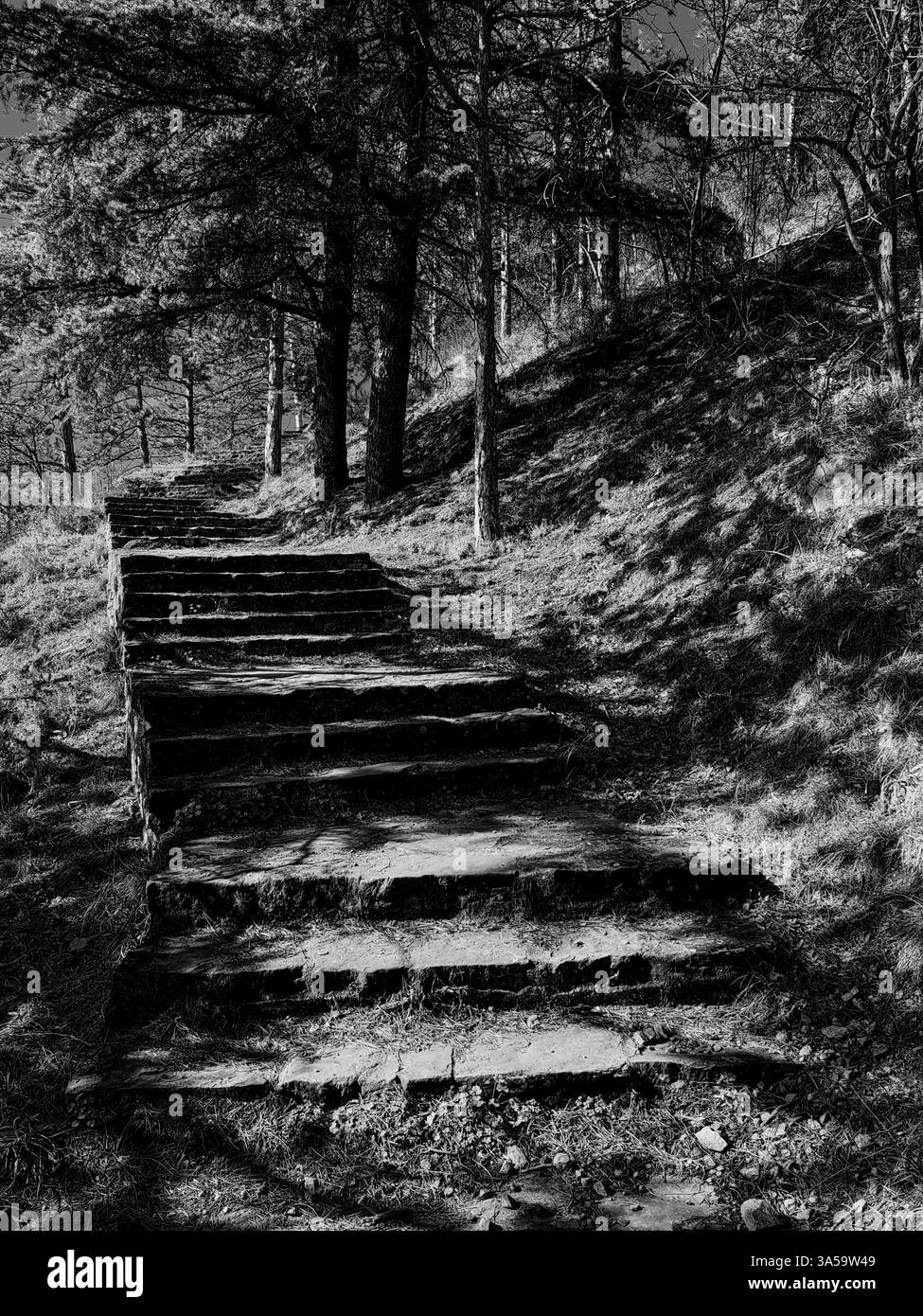 Blend of lush trees Black and White Stock Photos & Images - Alamy