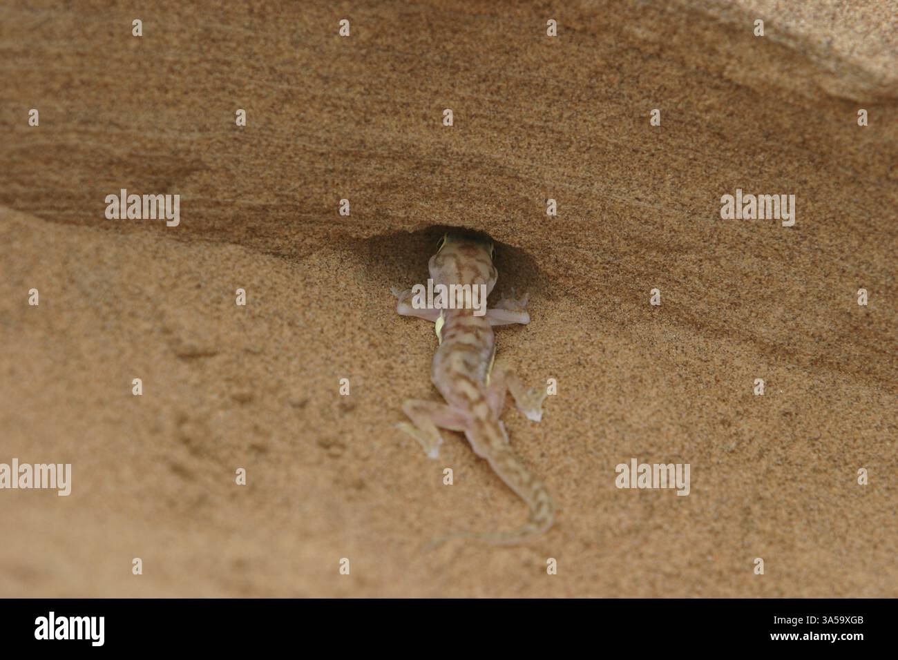 African giant ground gecko Stock Photo - Alamy