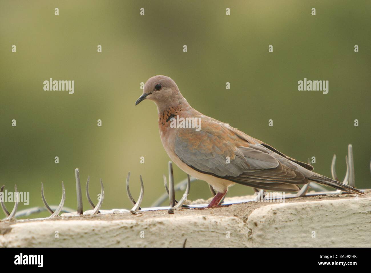 Laughing doves south africa hi-res stock photography and images - Alamy