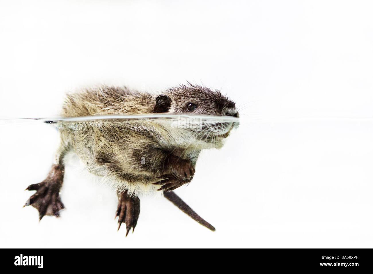 Indoor swimming pool view Cut Out Stock Images & Pictures - Alamy