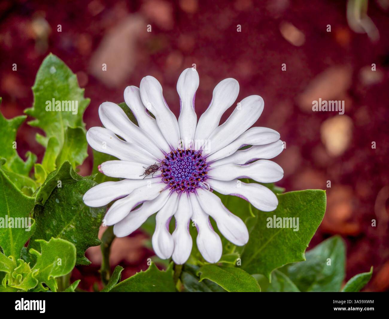 The blossom of a Cape basket, also known as Cape magerite ...