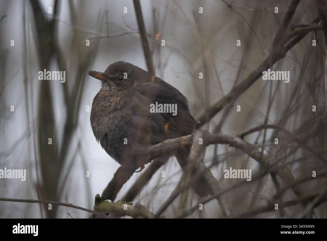 The merl hi-res stock photography and images - Alamy