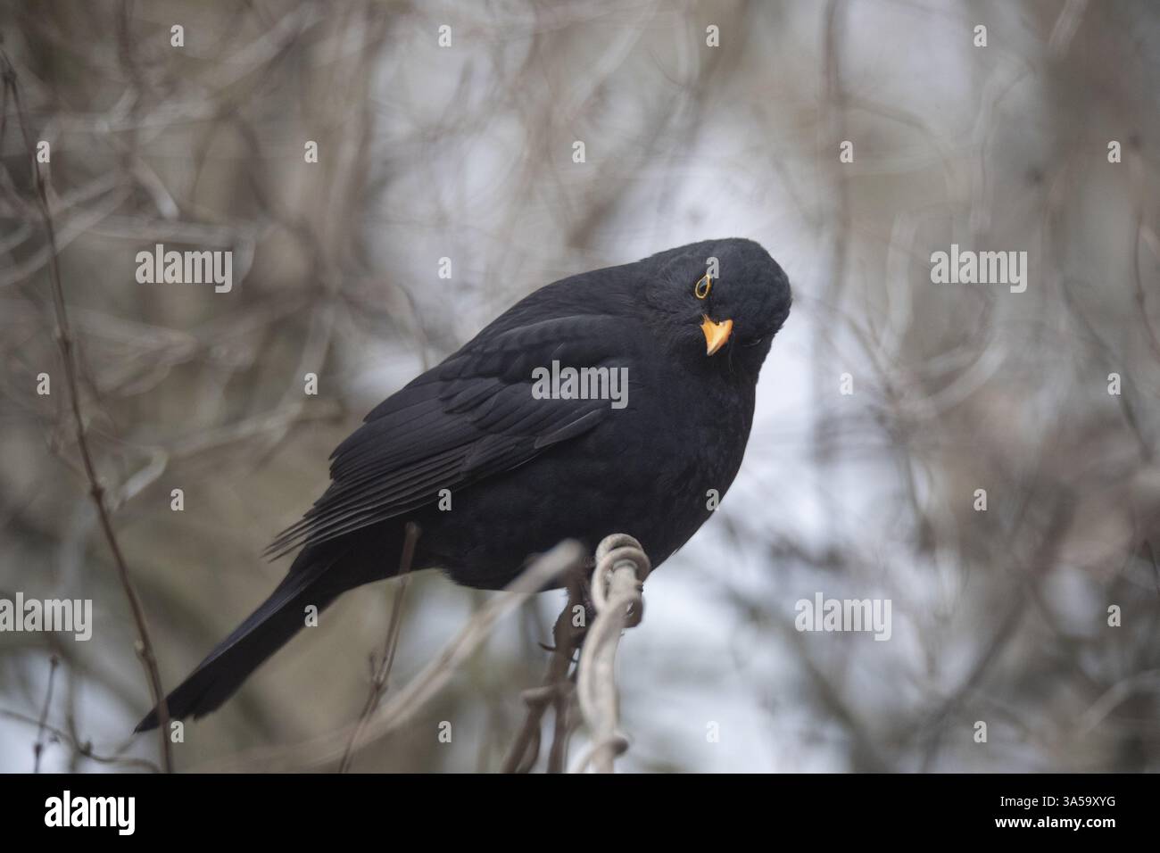 Merl bird hi-res stock photography and images - Alamy