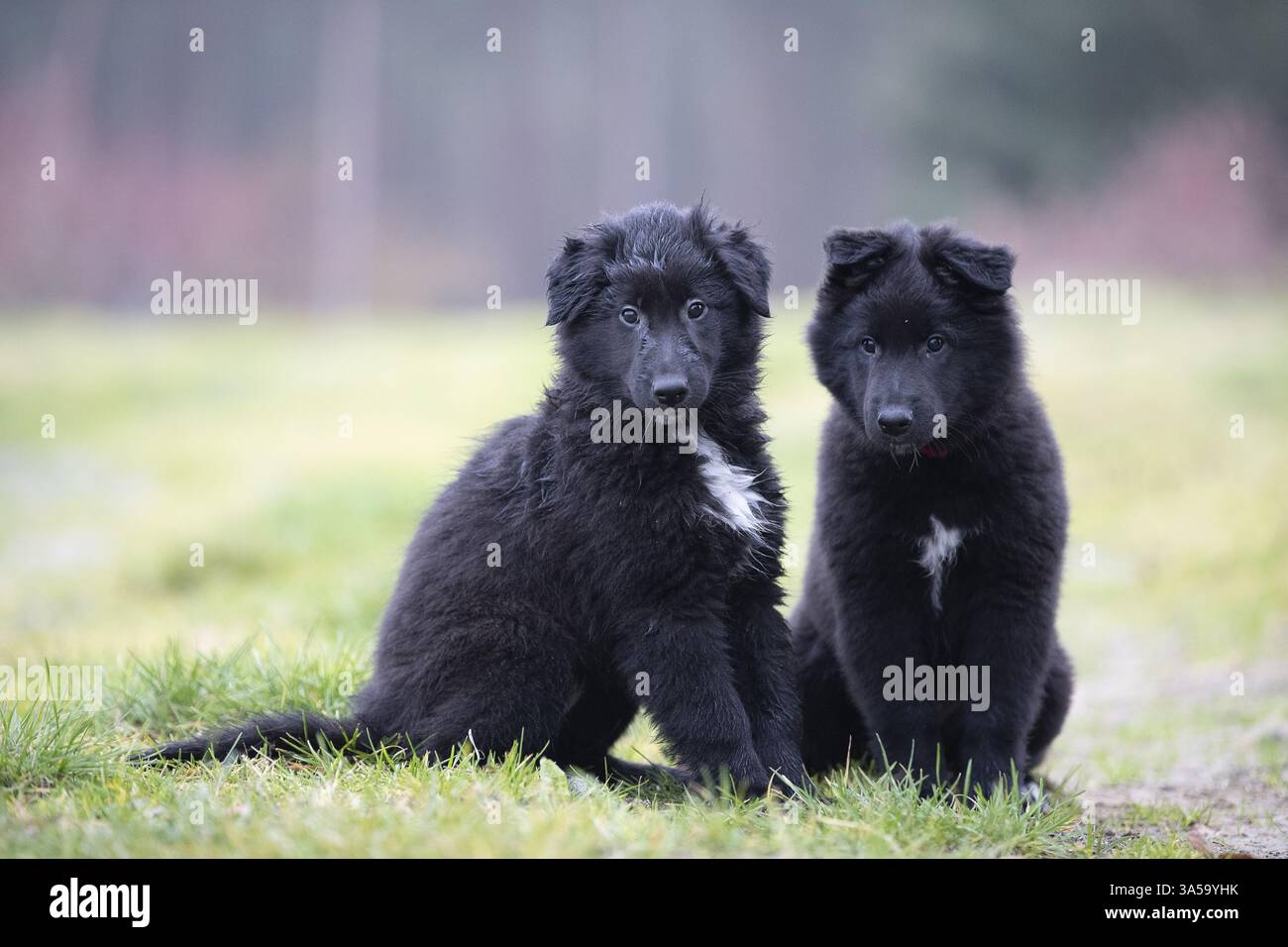 Two puppies belgian shepherd hi-res stock photography and images - Alamy
