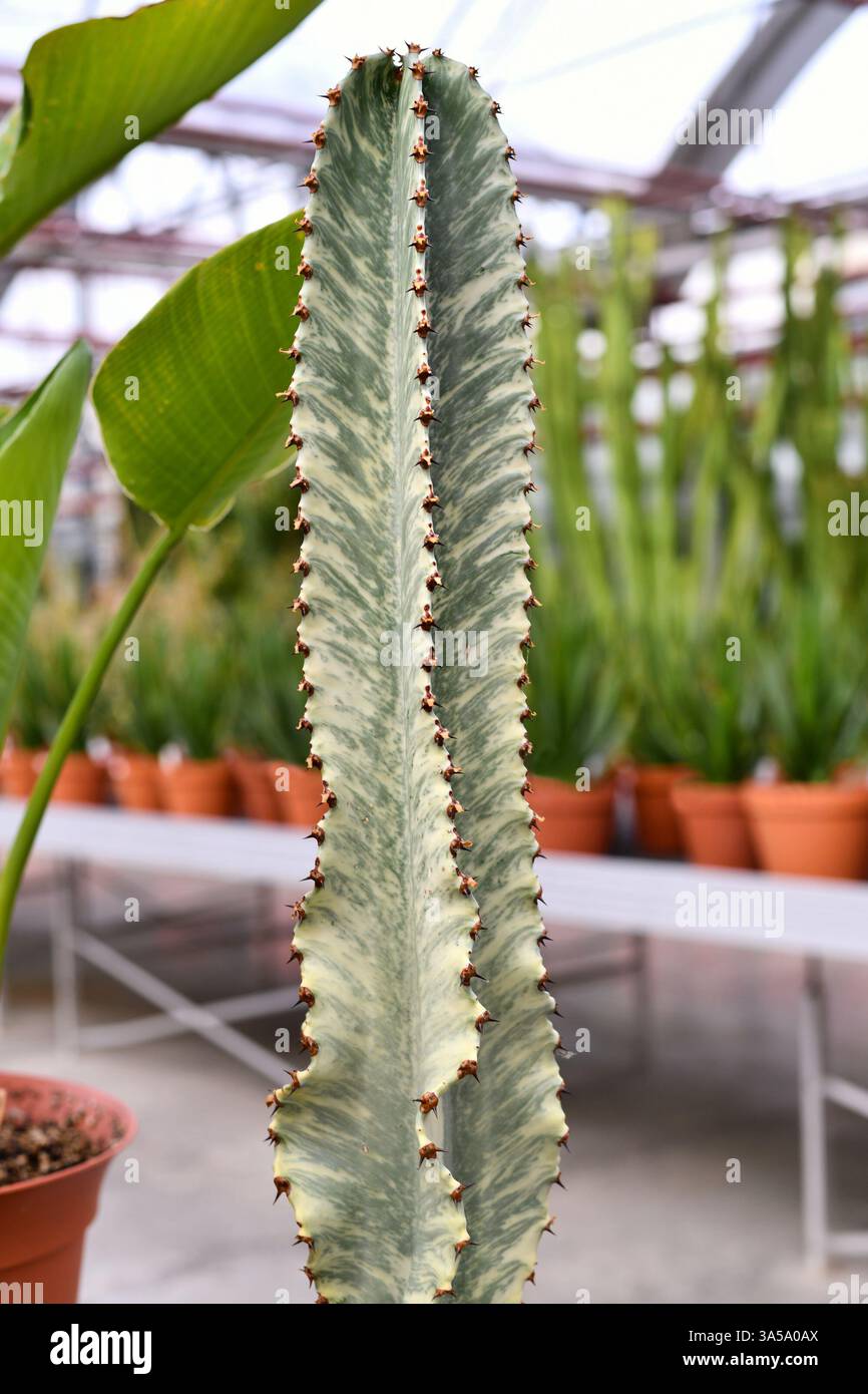 Euphorbia ingens marmorata hi-res stock photography and images - Alamy