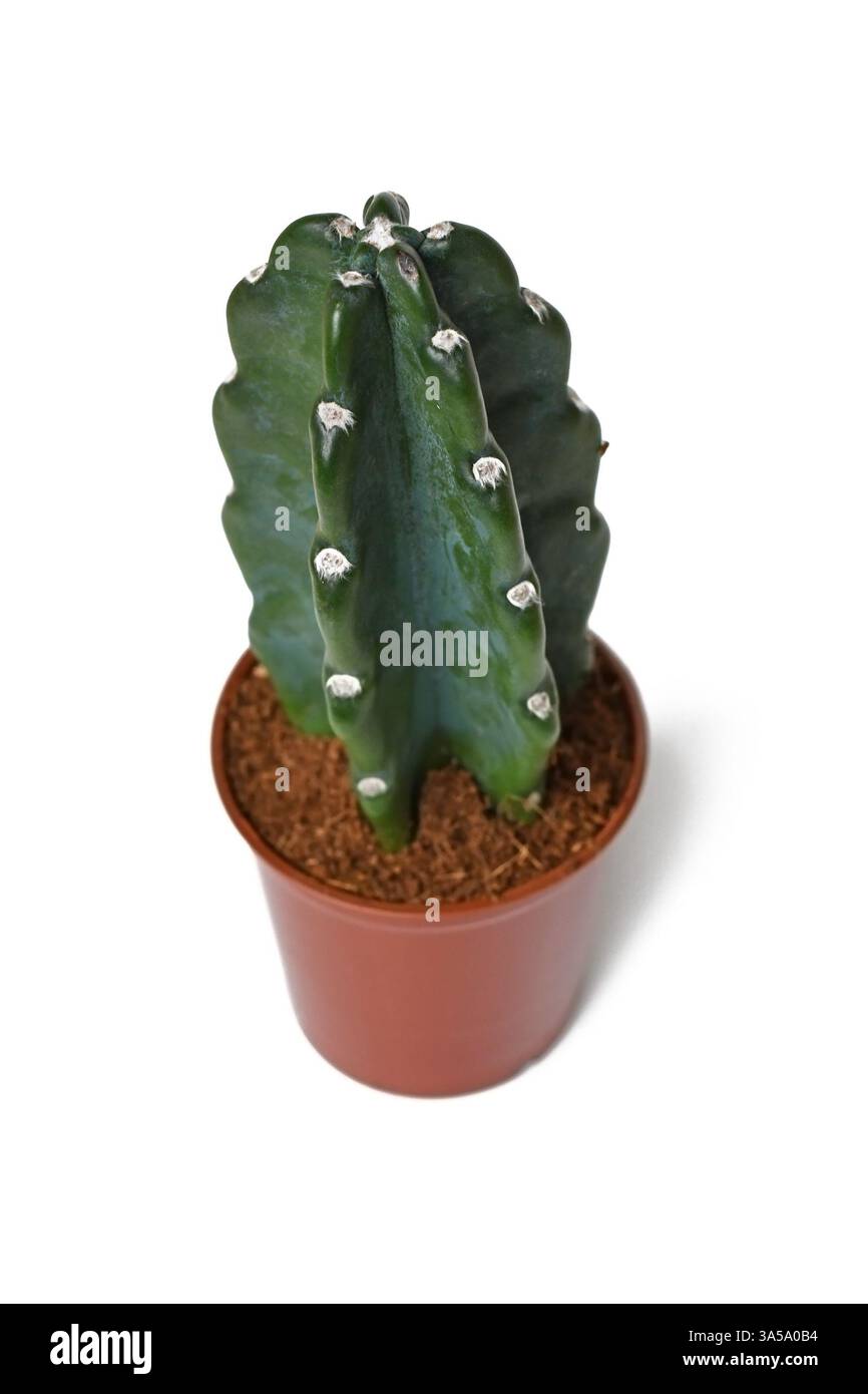 'Cereus Jamacaru Spiralis' cactus houseplant without spikes in pot on ...