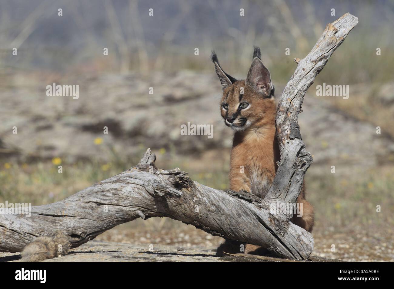 Caracal tree hi-res stock photography and images - Alamy