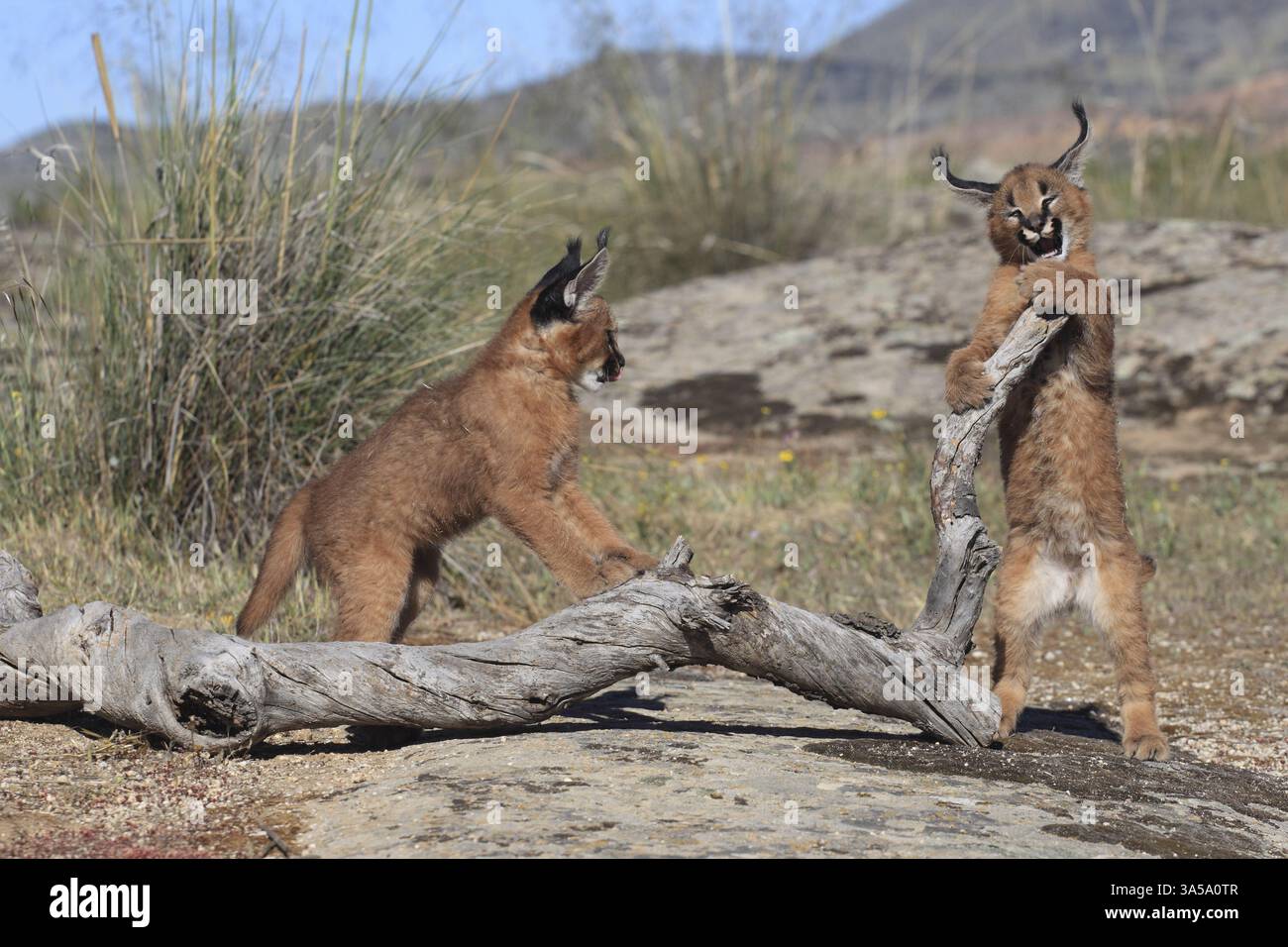 Caracal cat legs hi-res stock photography and images - Alamy
