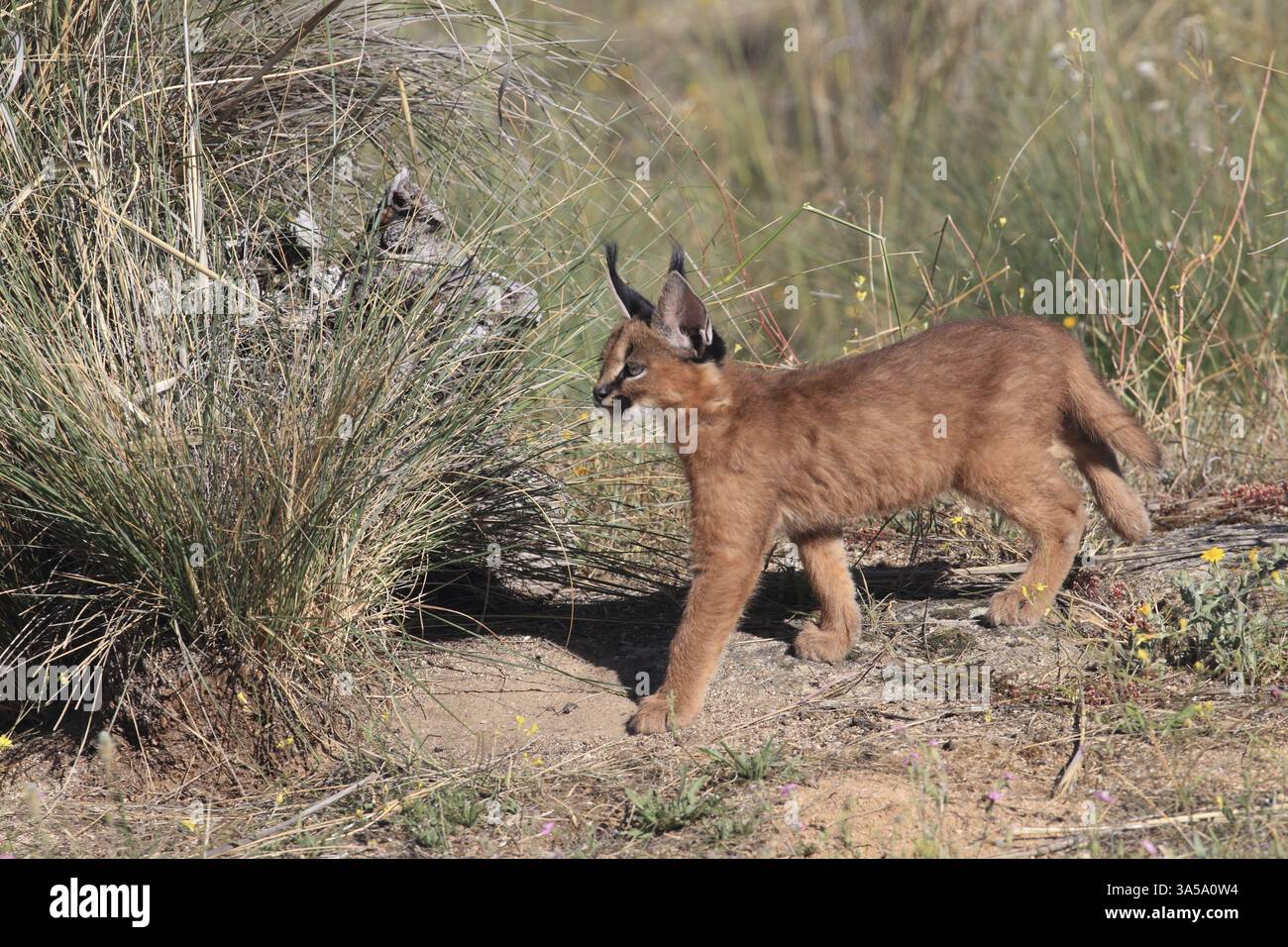 Young caracal with cub hi-res stock photography and images - Alamy