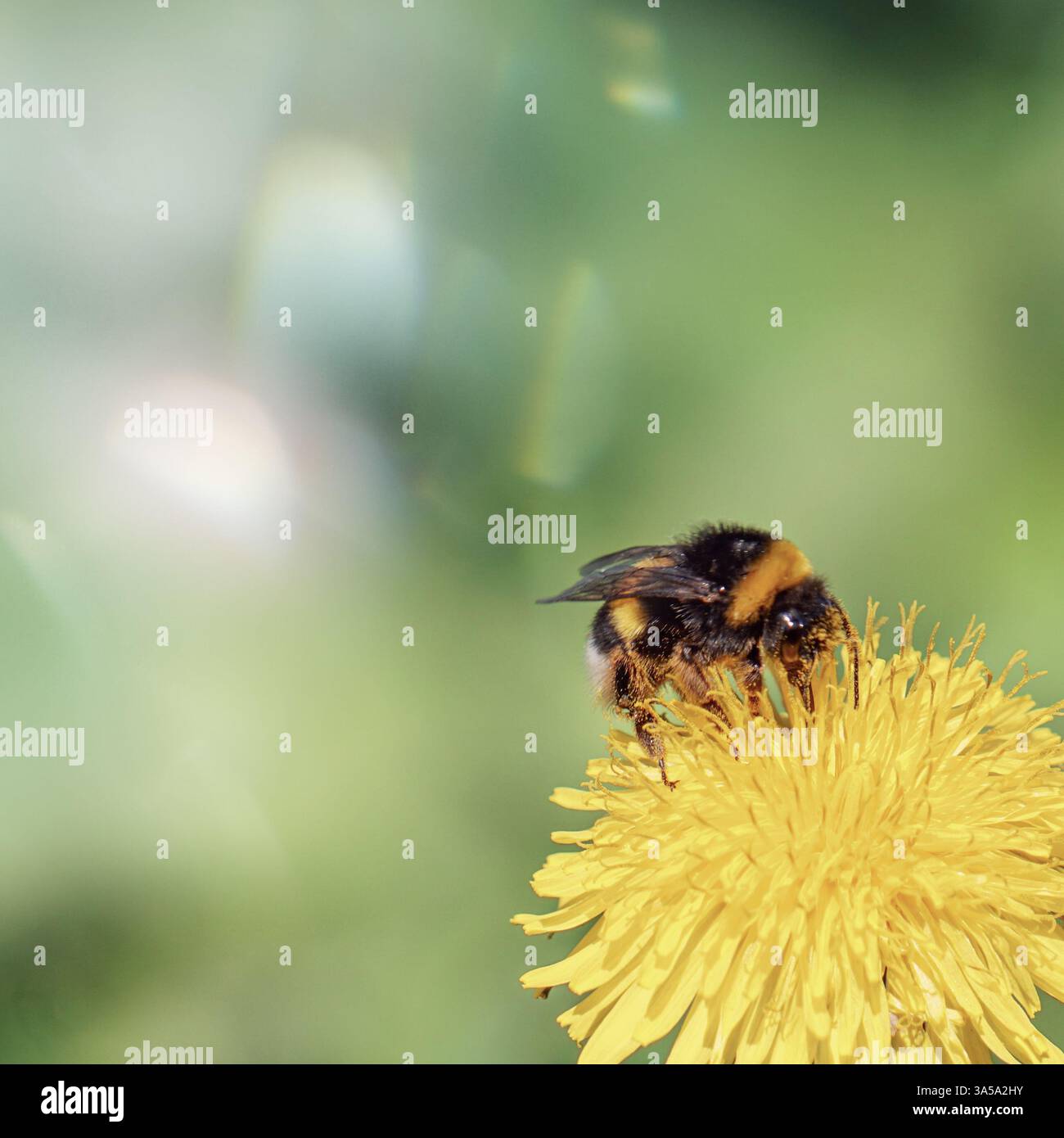 bumblebee on a dandelion flower in springtime, Bombus terrestris Stock Photo - Alamy