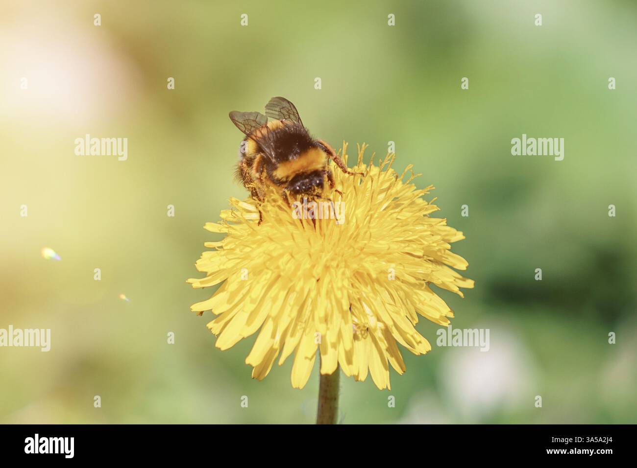 bumblebee on a dandelion flower in springtime, Bombus terrestris Stock Photo - Alamy