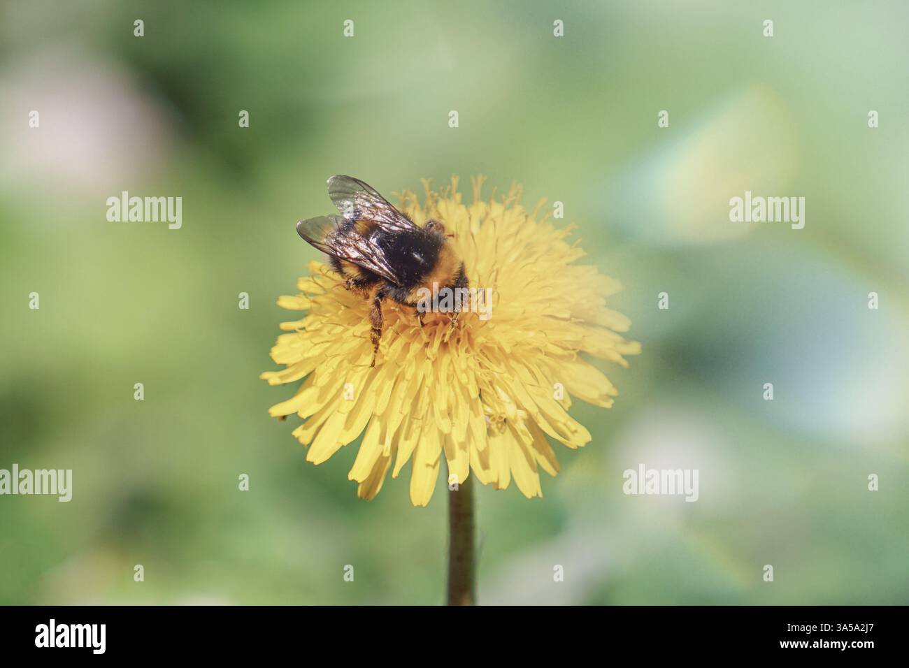bumblebee on a dandelion flower in springtime, Bombus terrestris Stock Photo - Alamy