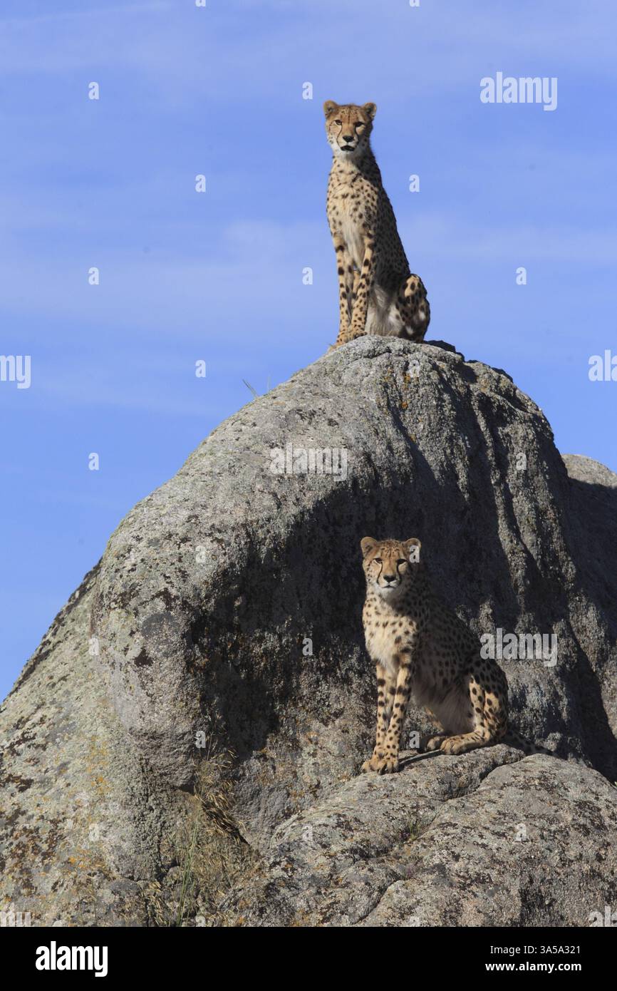 Two cheetahs in high hi-res stock photography and images - Alamy