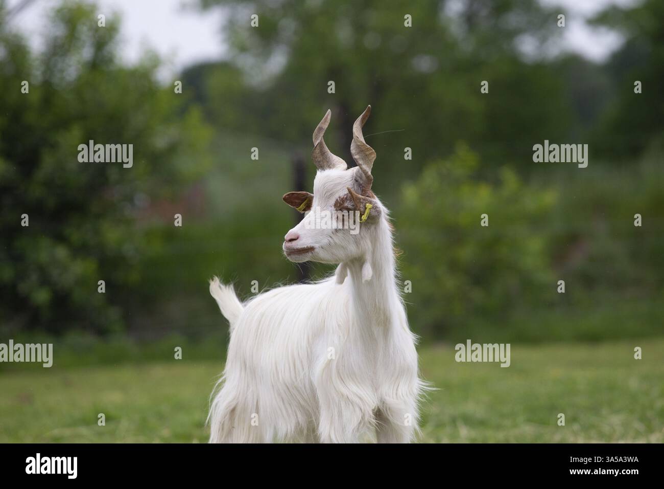 Adult red goat horns hi-res stock photography and images - Alamy