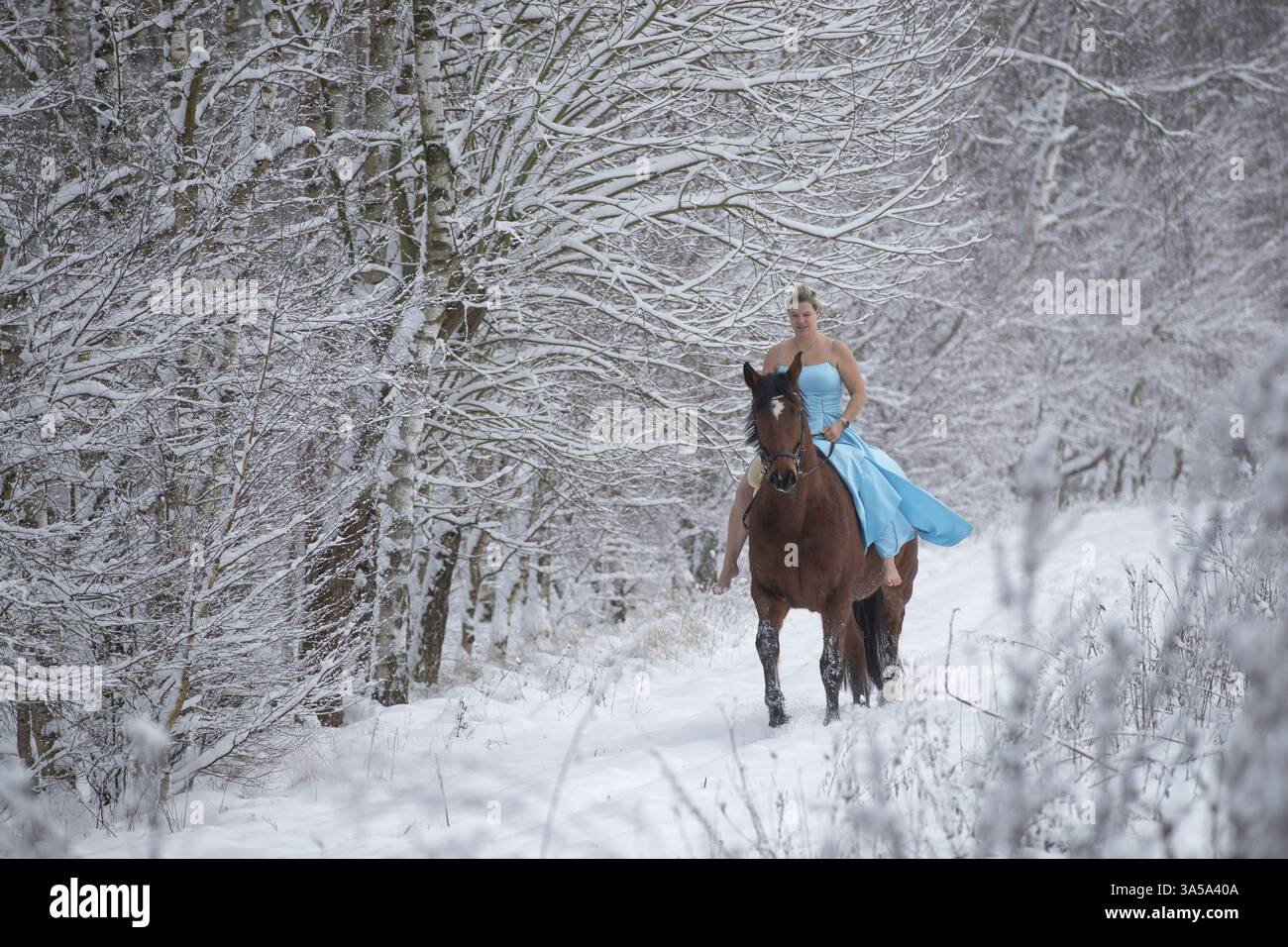 Horses walking through snow hi-res stock photography and images - Alamy