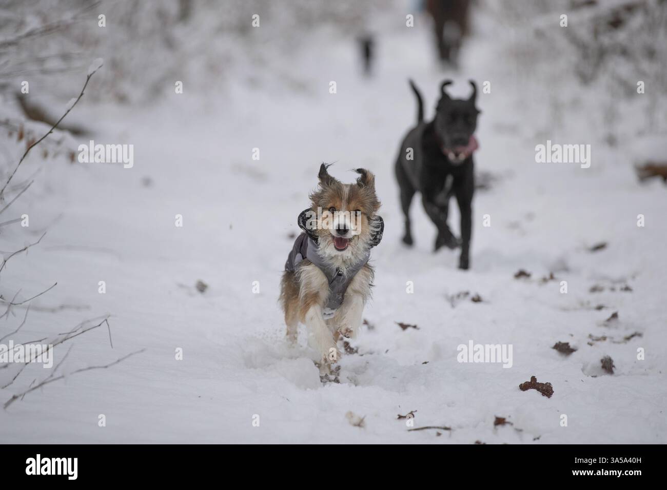 Brown white dog moving through hi-res stock photography and images - Alamy