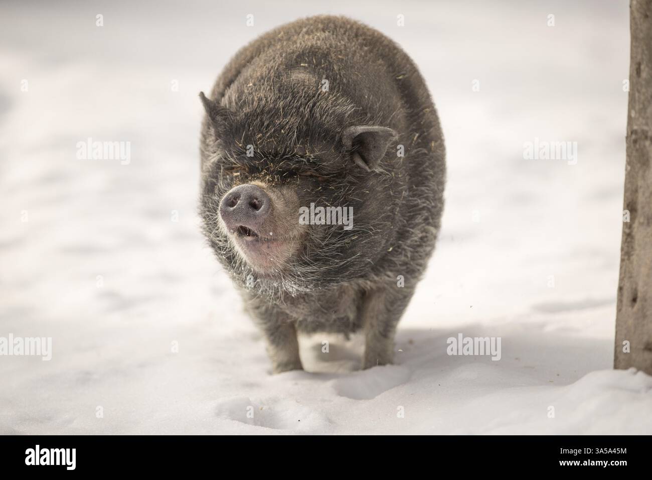 Pigs in a teacup hi-res stock photography and images - Alamy