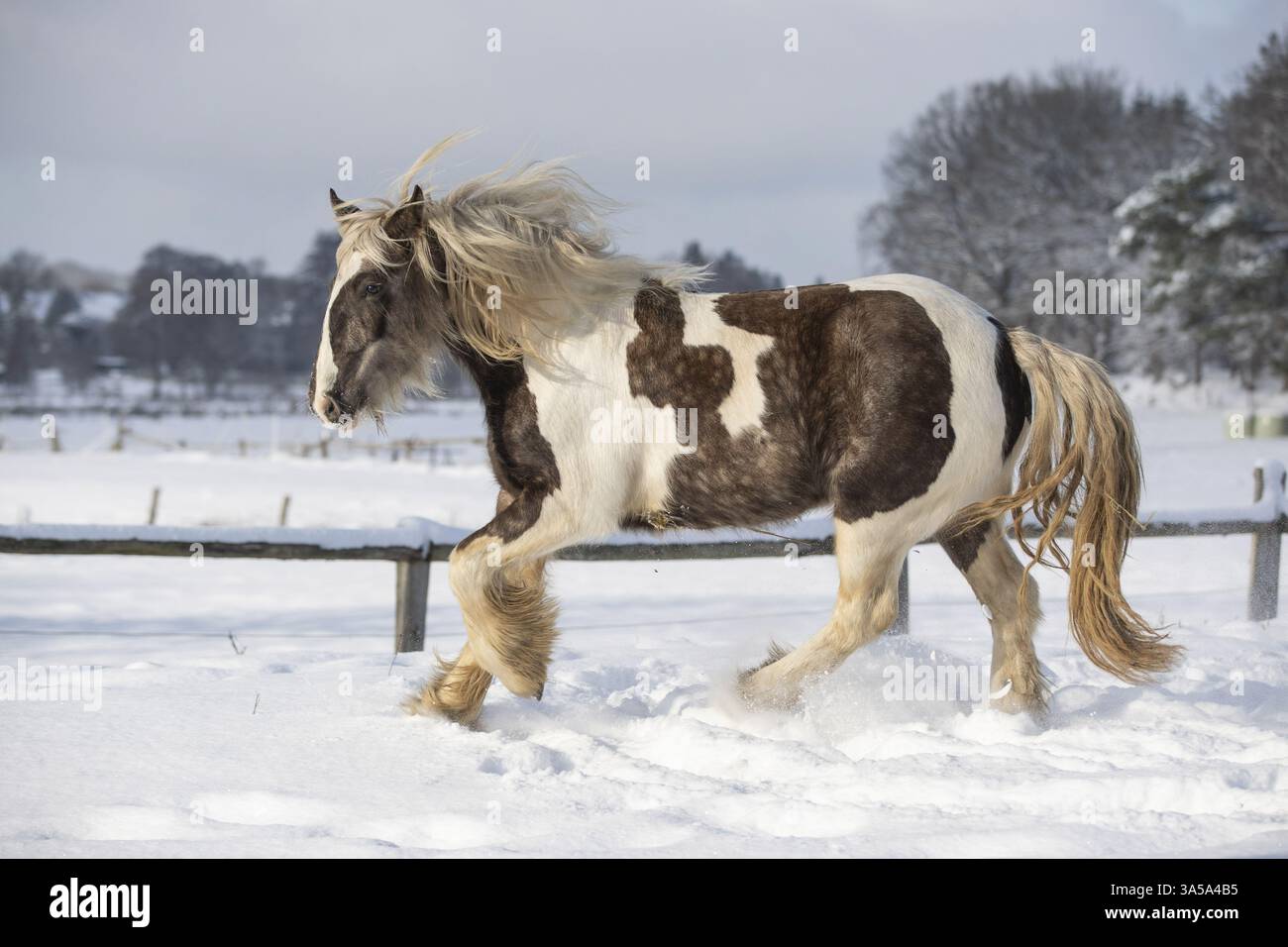 Irish Tinker in snow Stock Photo - Alamy