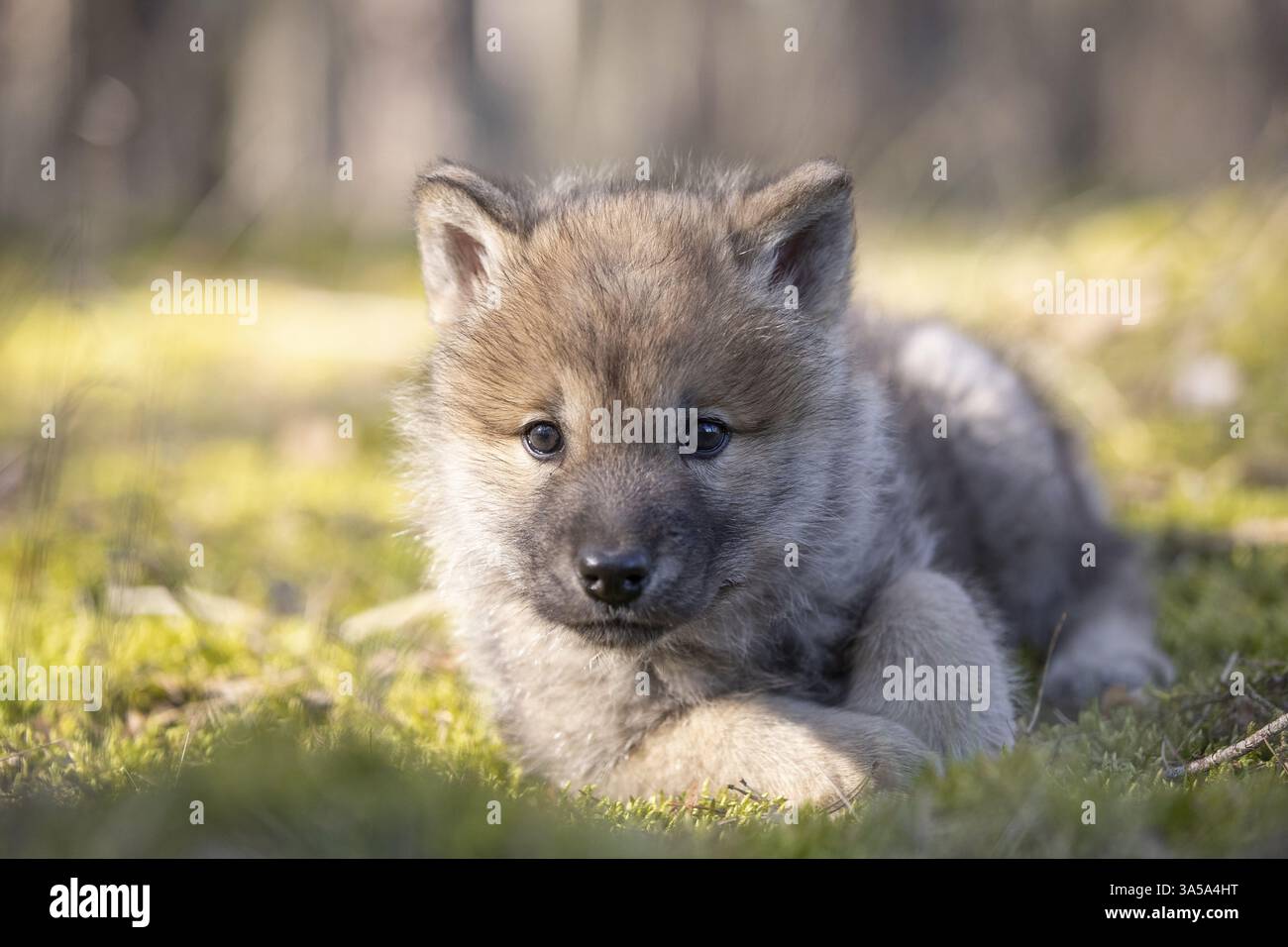 wolf hybrid cub Stock Photo - Alamy