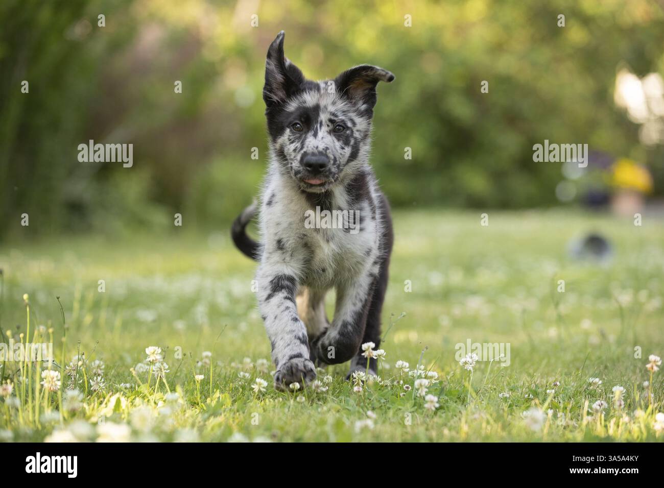 Old German Herding Shepherd Puppy Stock Photo - Alamy