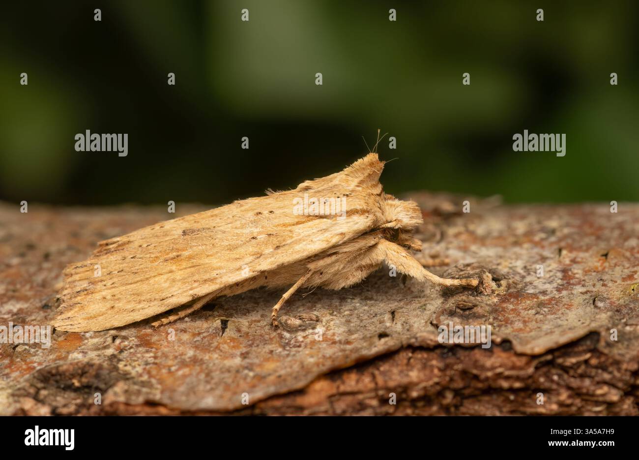 Pale pinion moth hi-res stock photography and images - Alamy
